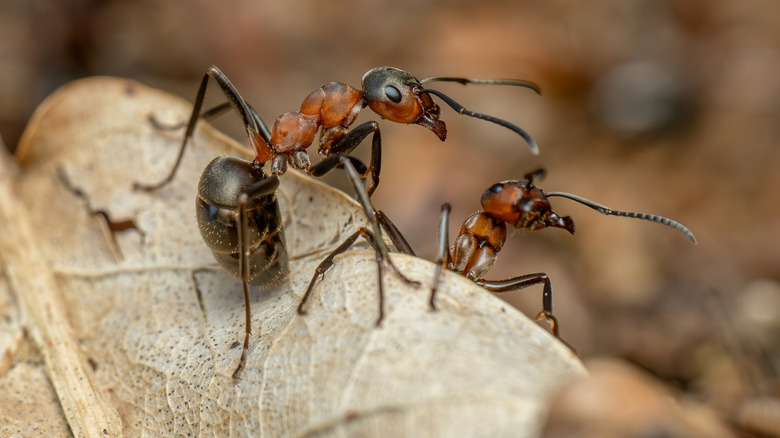 How To Spot And Get Rid Of Field Ants