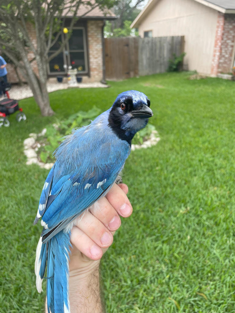 Rare bird alert leads to blue jay-green jay hybrid discovery in Texas
