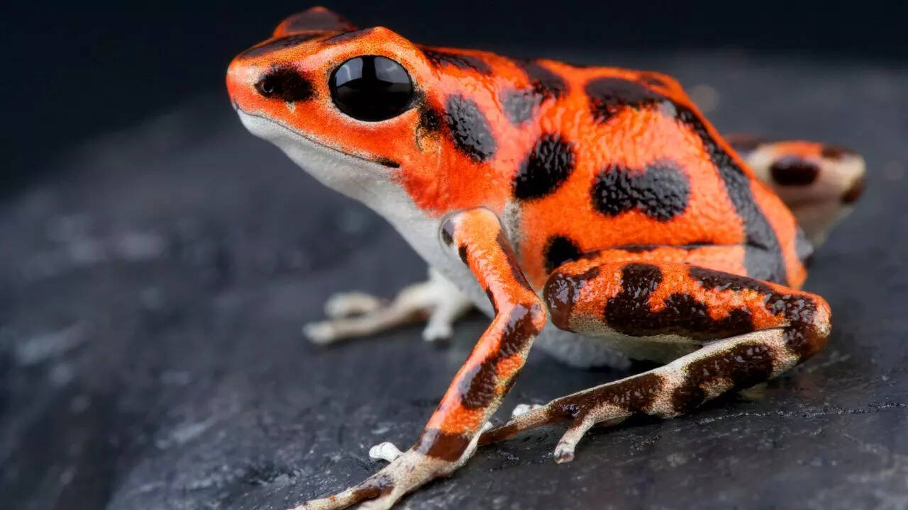 5 Striking Animals That Prove Red Means More Than Just Colour