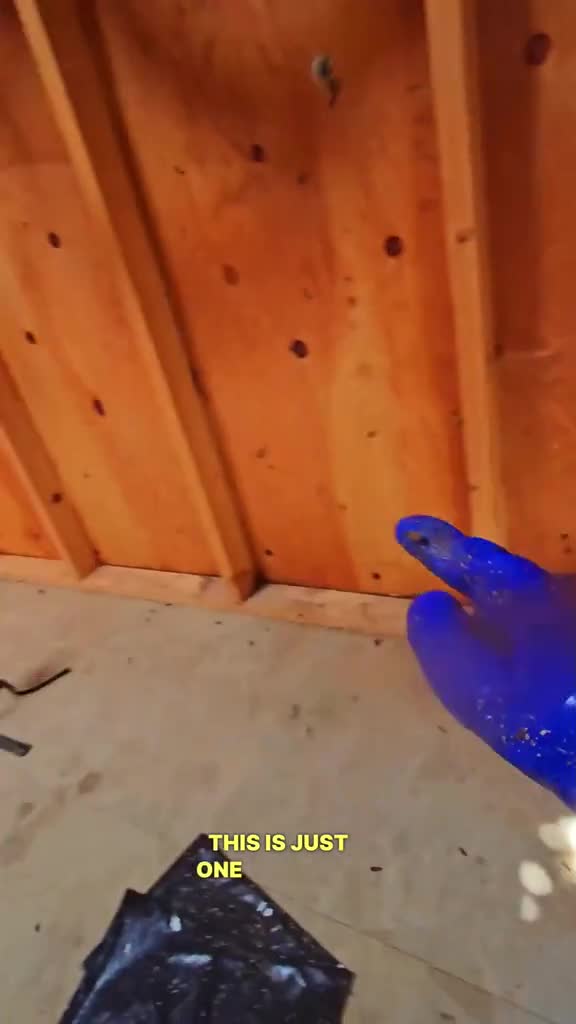 Hidden Beehive Revealed After Seven Years in Shed Floor