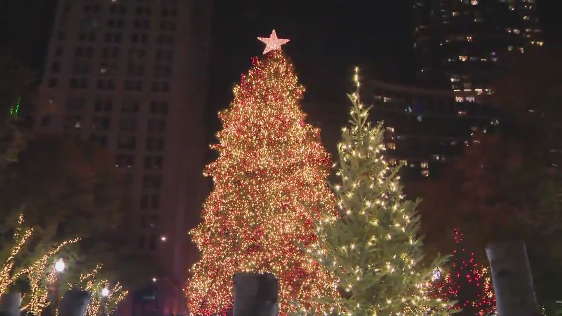 How to submit your tree to be Chicago’s official Christmas tree