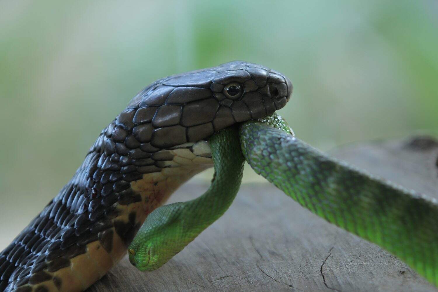 Predators that specialize in one type of prey
