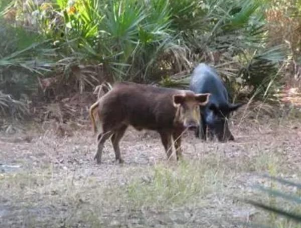 Florida Hog Hunts Return To District Lands In 2025-26 To Curb Feral ...