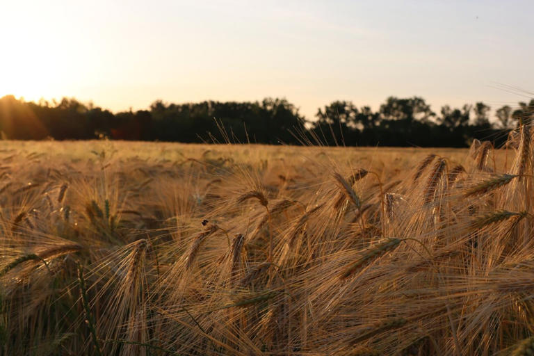 Barley's mosaic origin traced to five wild populations and millennia of ...