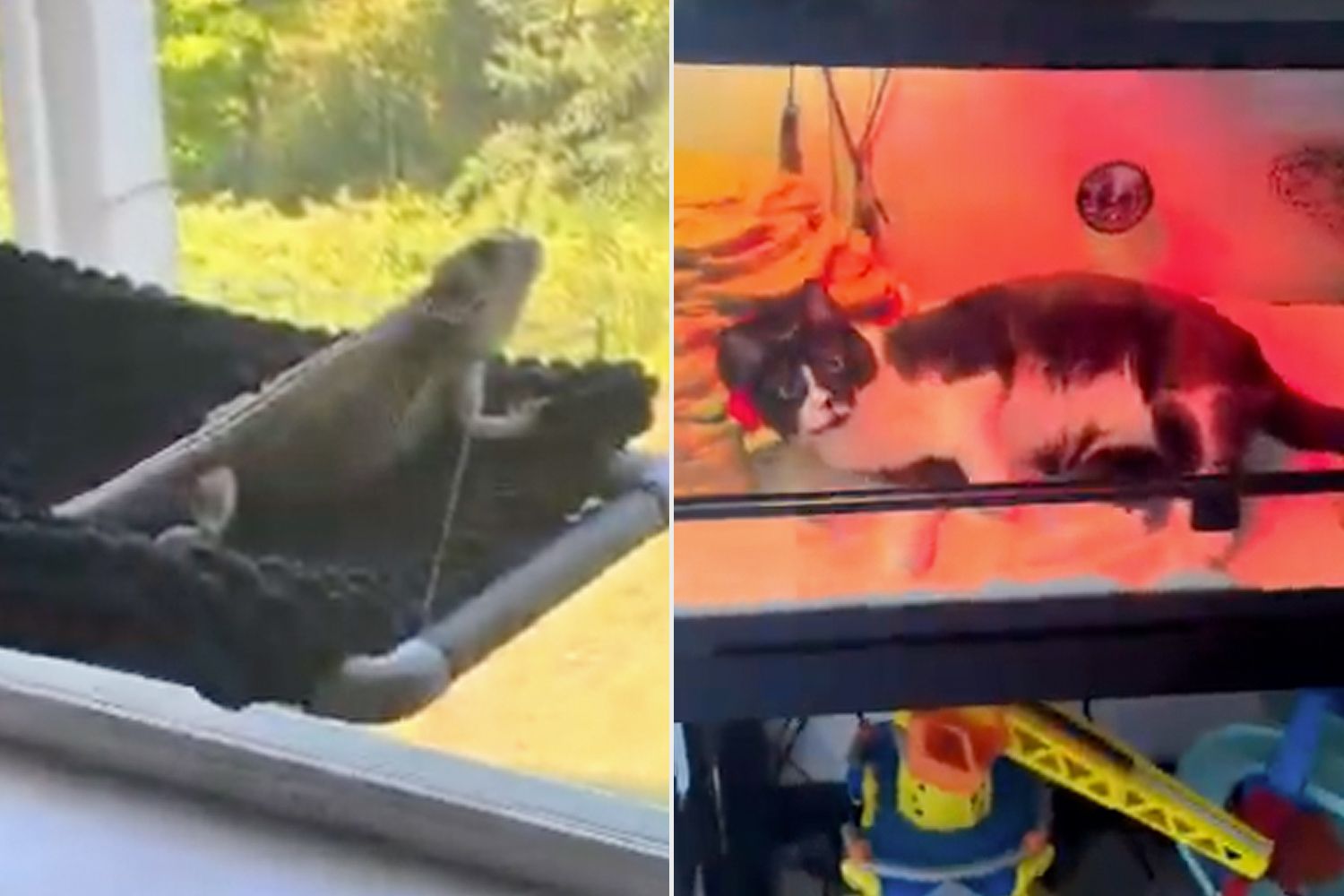 Cat and Lizard Have a 'Freaky Friday Moment,' Surprise Owner with Major ...