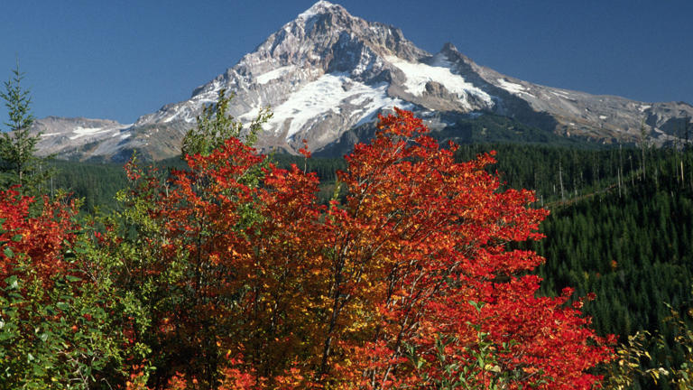 7 Forest Trails Around Mount Hood, Oregon Perfect for Summer Adventures ...
