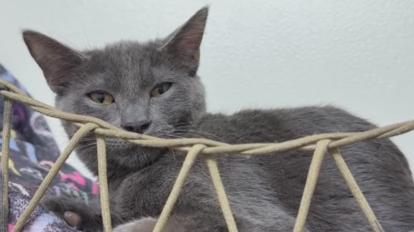 Lange Foundation helps animals in need find their forever homes