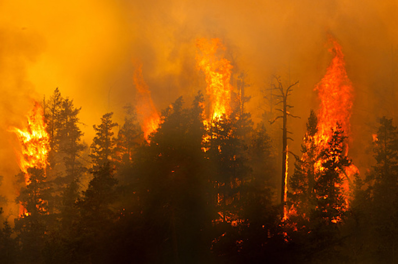 Should Canada sprint to replant trees after intense wildfire years?