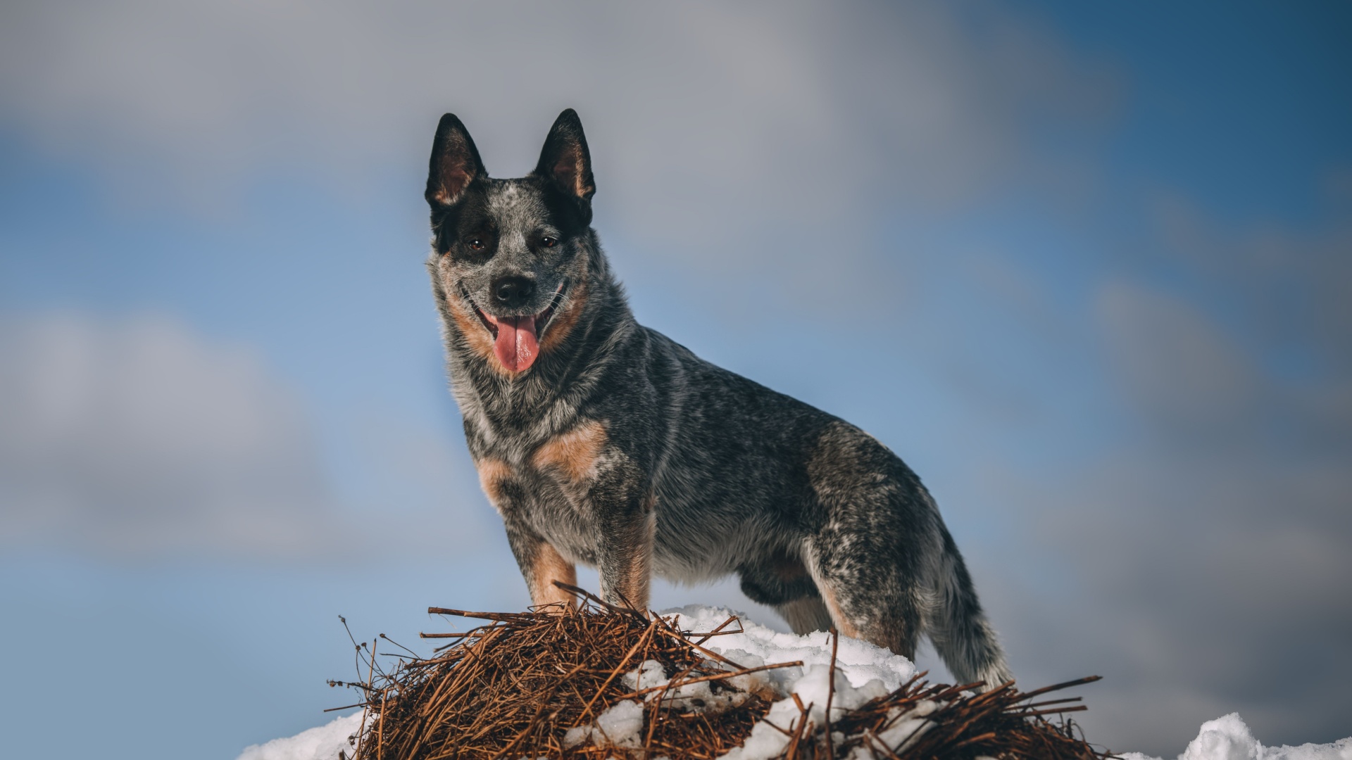 11 Gorgeous Dogs That Come With Some Behavior Challenges
