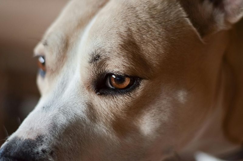 12 Myths About Dogs That Aren’t True