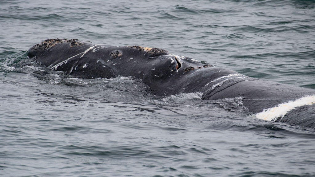 California leads spike in whale entanglements last year, NOAA report says