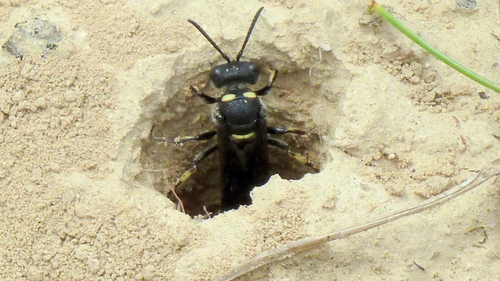 Minnesota DNR using wasps to slow spread of emerald ash borer in ...