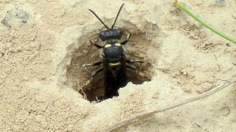 Minnesota DNR using wasps to slow spread of emerald ash borer in ...