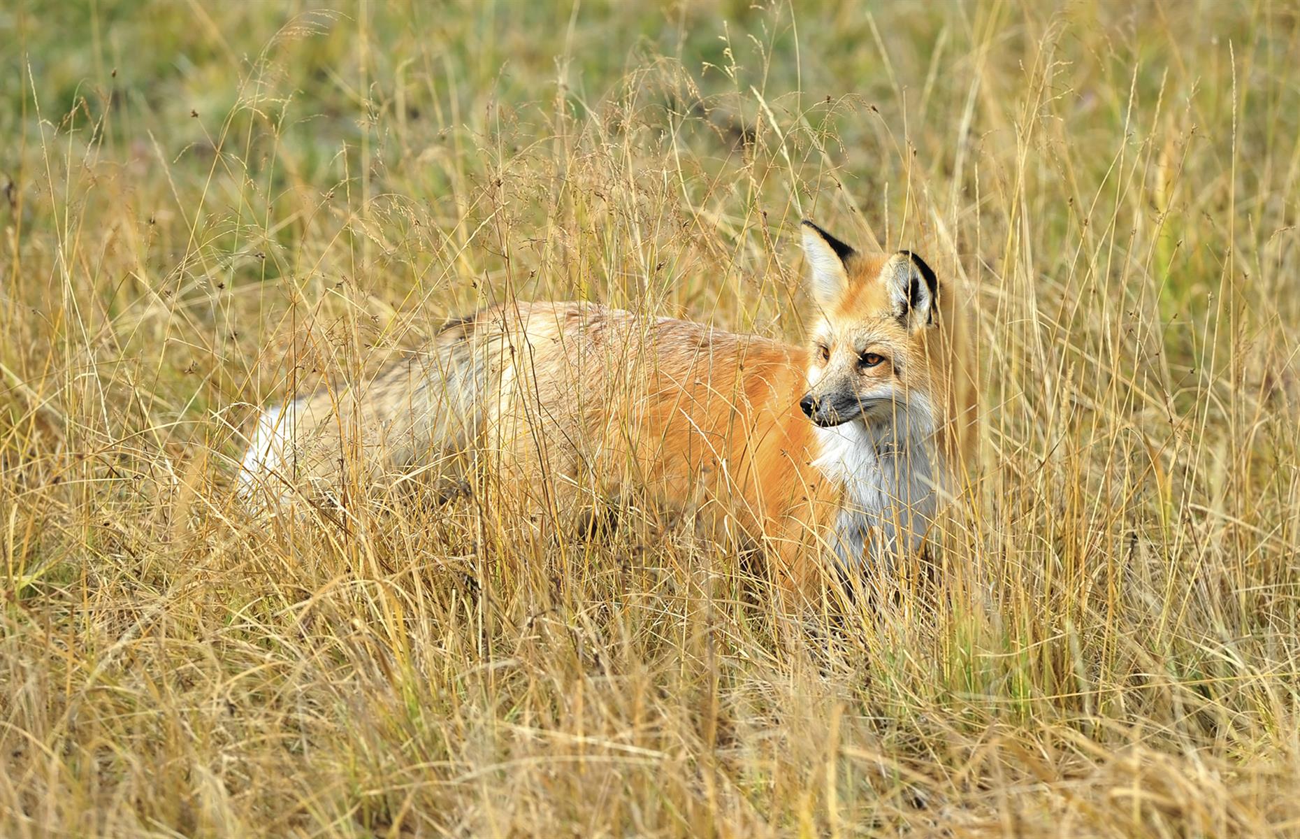 North America's rarest wildlife: 21 creatures you’ll struggle to see in ...