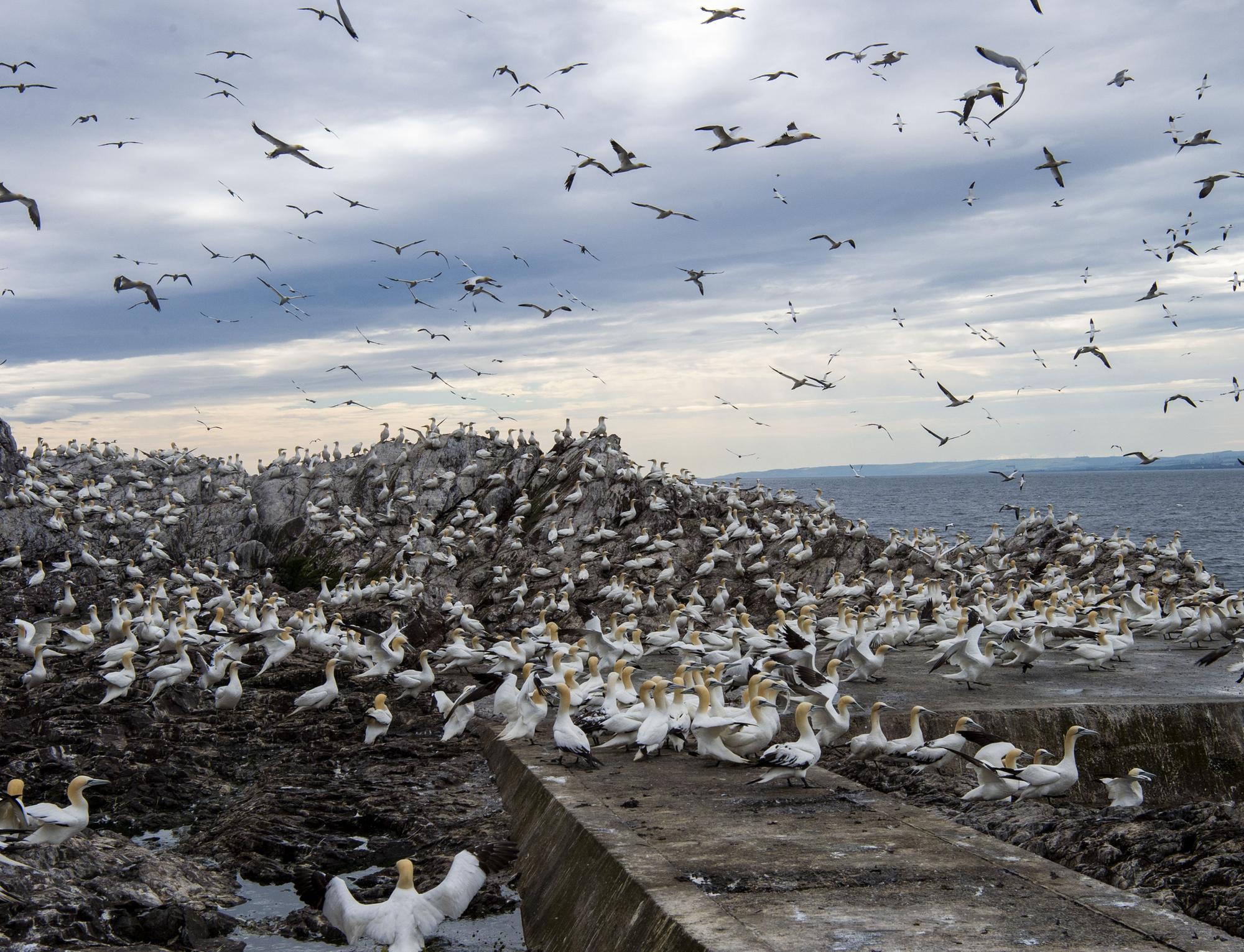 Bird flu: 'Concerning' finding among Scotland seabirds that have survived avian flu, after Bass ...