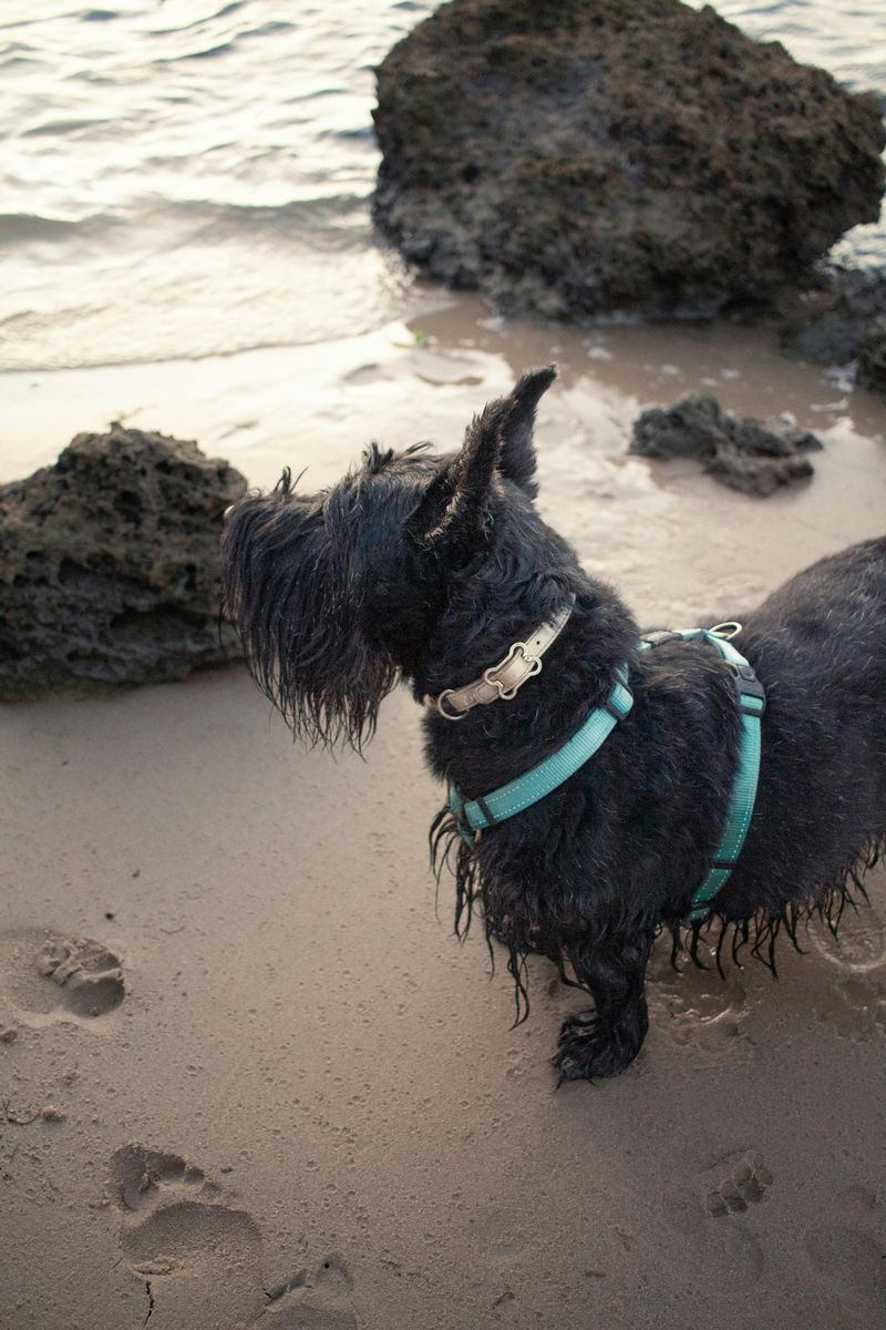 8 Adorable Dog Breeds With Beards And Mustaches