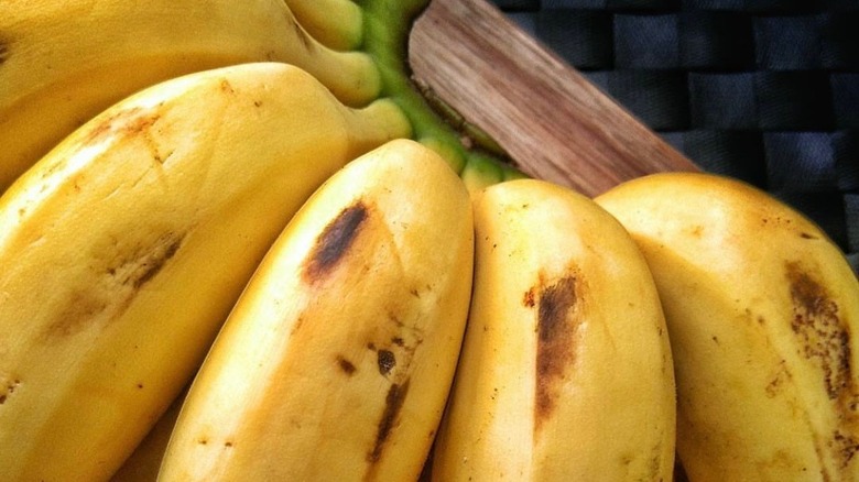 13 Types Of Bananas, Explained