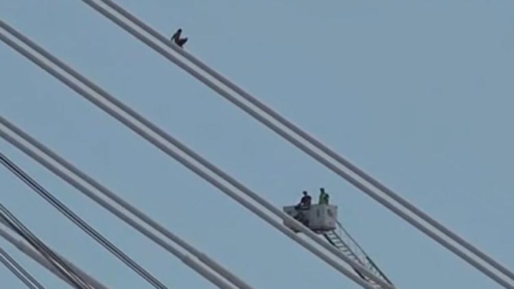 CCPD and CCFD team up to rescue Harbor Bridge cable climber