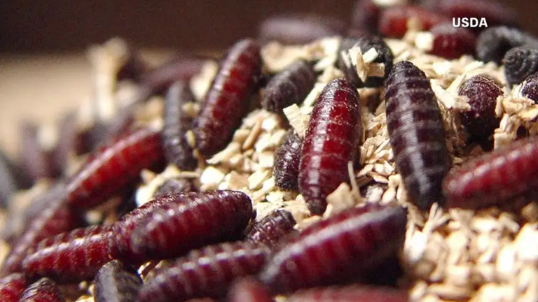 Flesh-eating screwworm may be moving closer to Texas on its own, ag ...