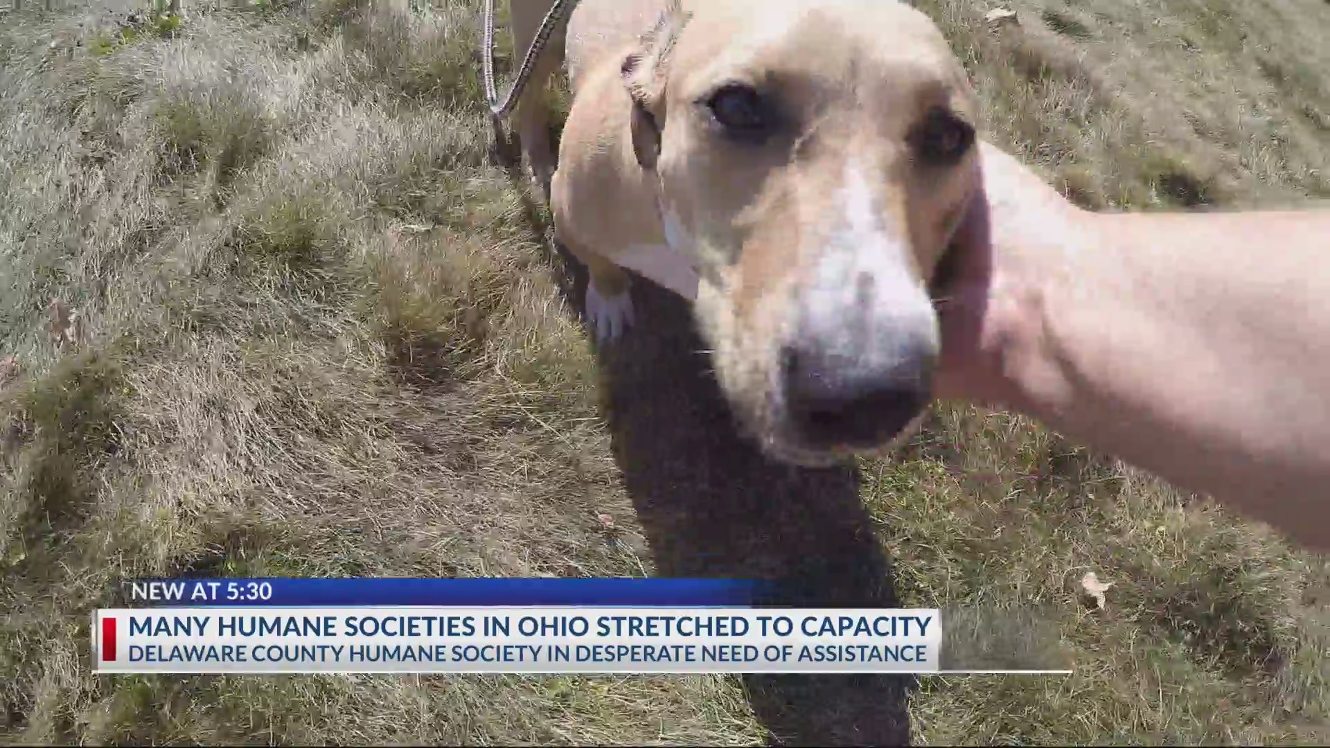 Many humane societies in Ohio stretched to capacity