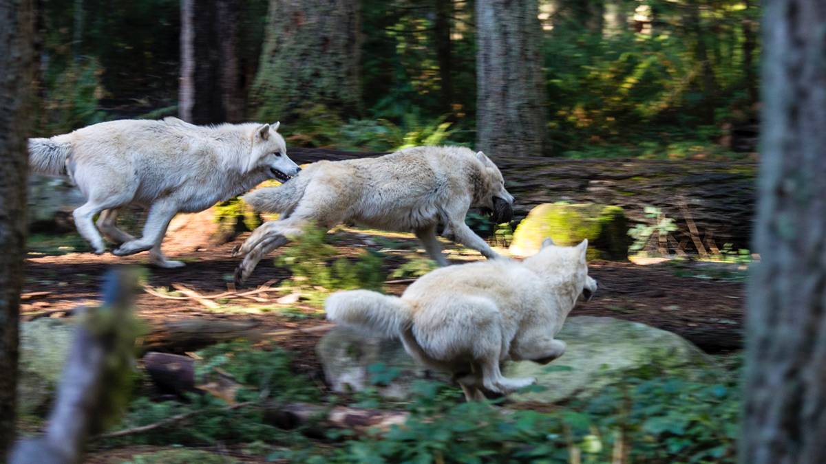 RMX in hot pursuit of antimony with new project, pushing into Idaho’s ...