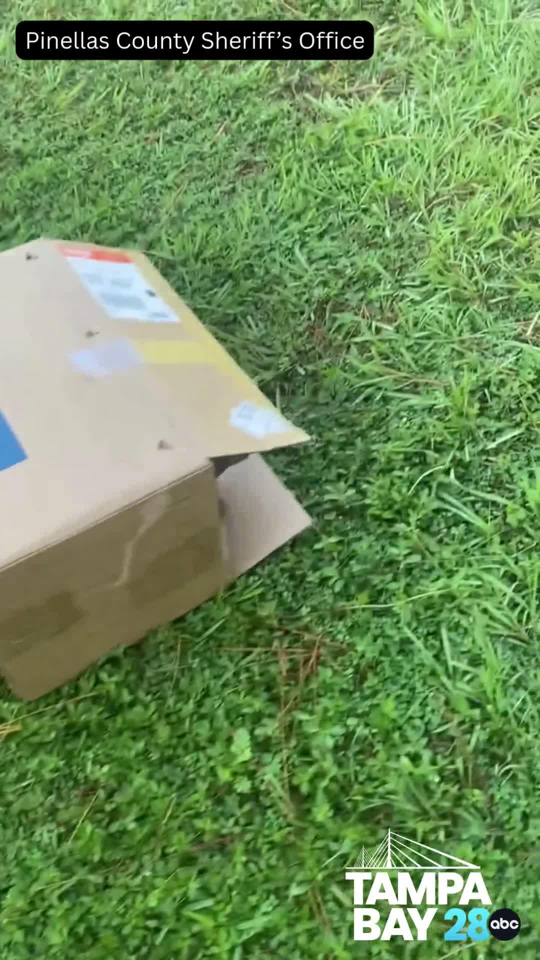 Pinellas deputy rescues injured rabbit, nurses it back to health then sets it free