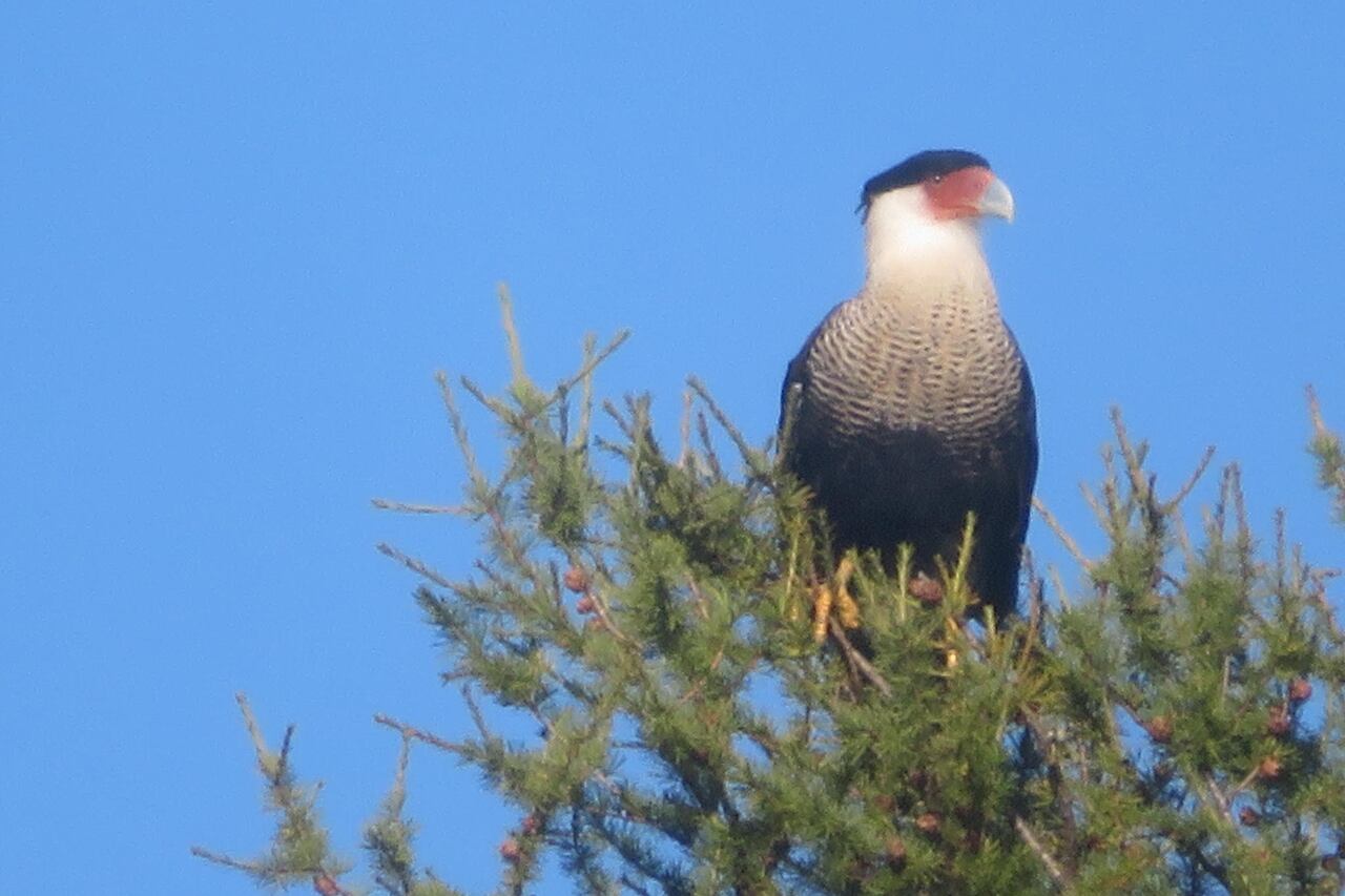 Rare bird normally found in South and Central America spotted in ...