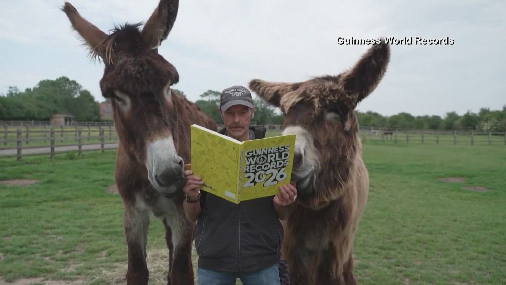 Tallest donkey sets Guinness World Record