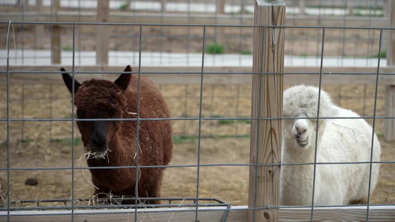 'Farm-tastic day of fun': Critter Barn hosts Fall Round-Up event ...