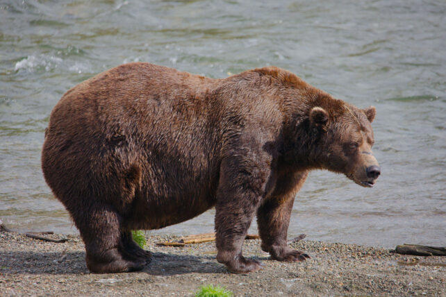 Fat Bear Week Has Officially Started, And The Competition Is Chonky
