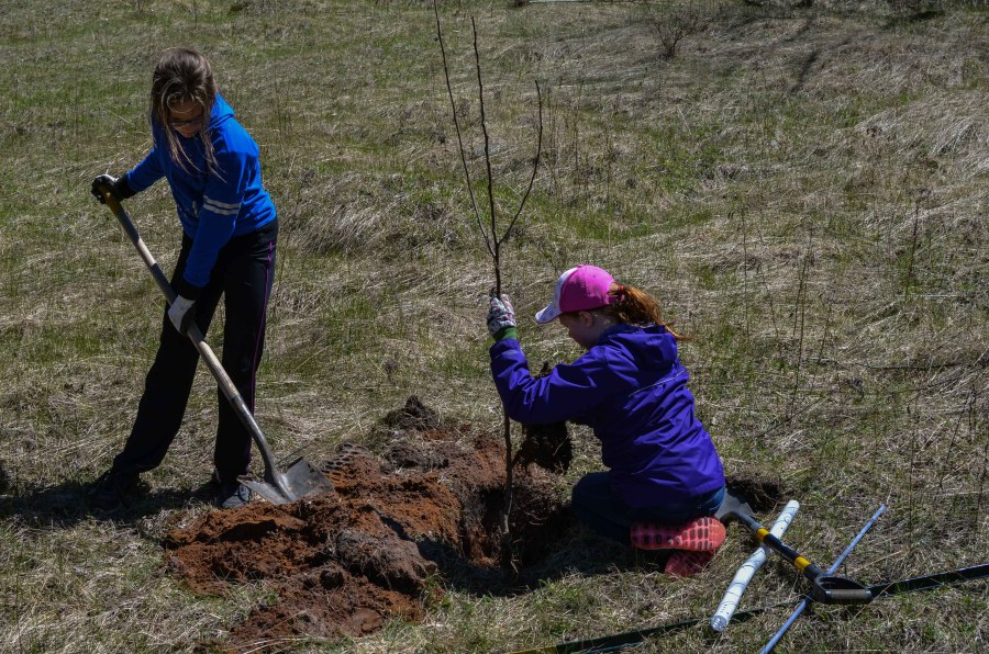 Murfreesboro Pike tree-planting project will add nearly 500 trees to ...