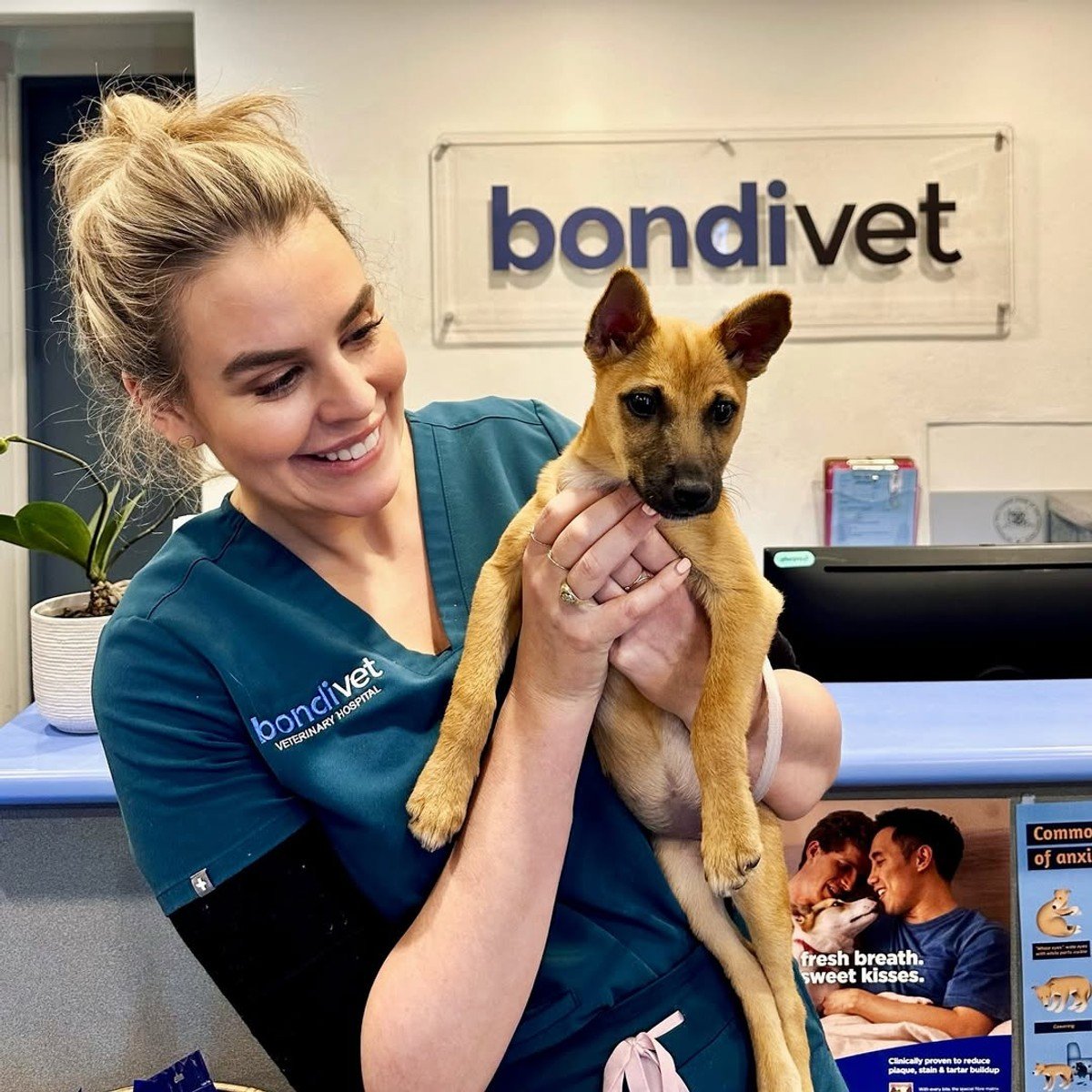 Bondi vet Dr Kate Adams called a mortgage broker. Then he said ...