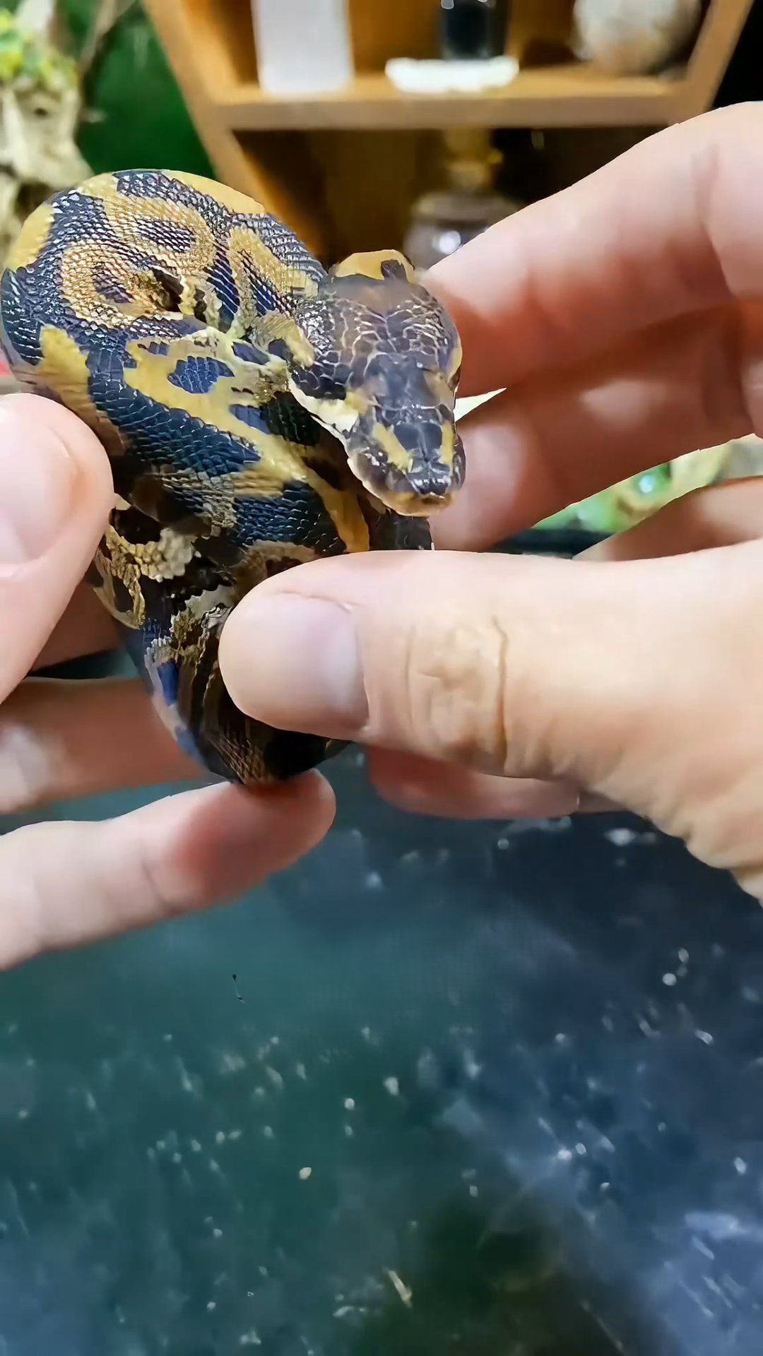 This snake was born with a deformity!