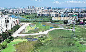 NGT bars CMDA from issuing building approvals near Pallikaranai marshland