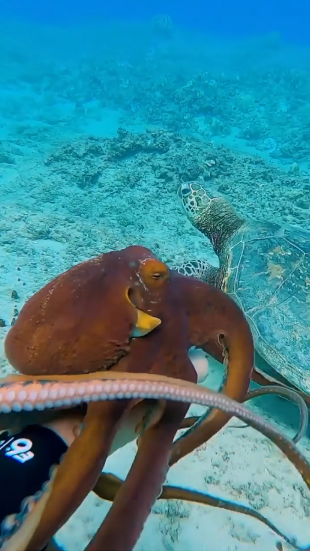 Amazing Octopus Encounter – Meeting Our Friend Octavia Again