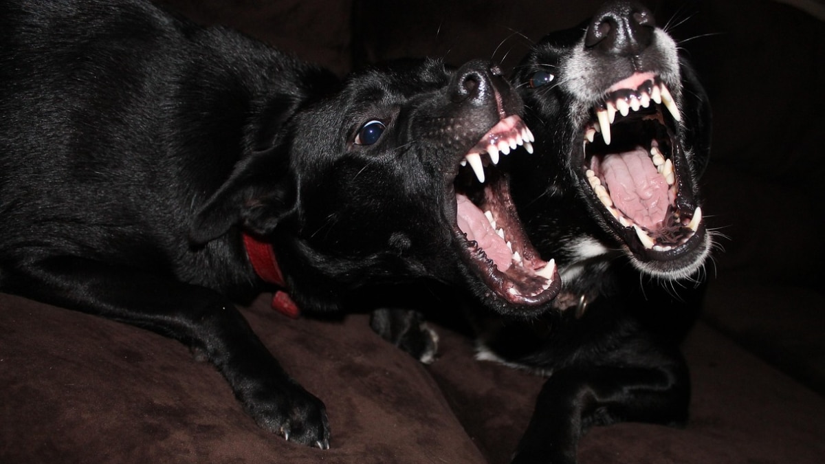 Rabies Scare In Coimbatore After 25 Stray Dogs Test Positive In 2 Months