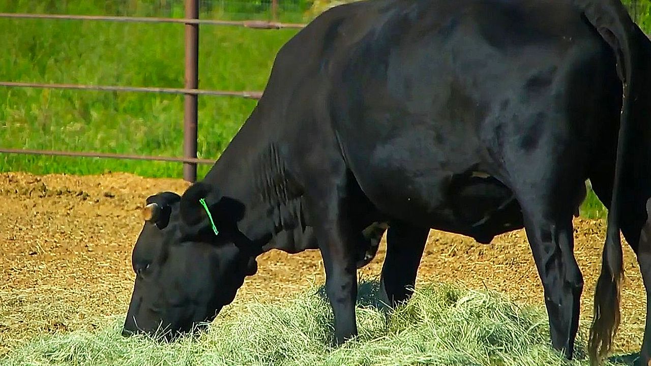 Cow who went viral for escaping Arizona slaughterhouse now living in ...