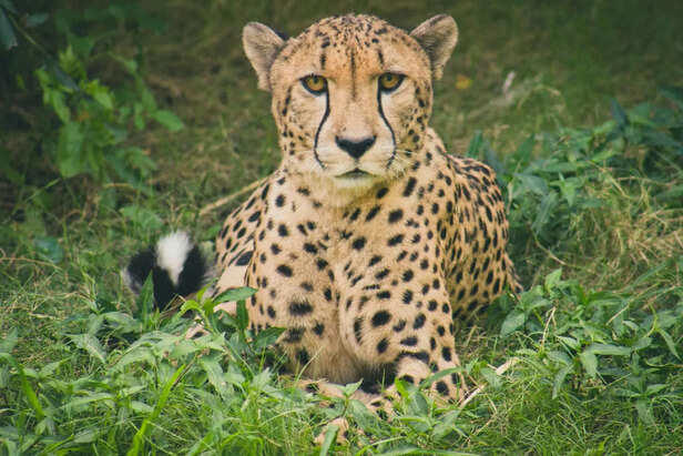 Wild Alert: 8 New Cheetahs Landing in India This December