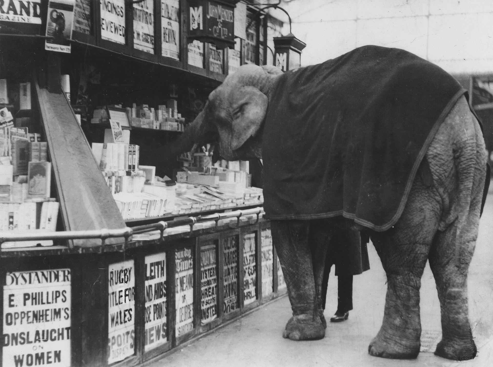 The Scottish artefacts - including Aberdeen circus elephant - starring ...