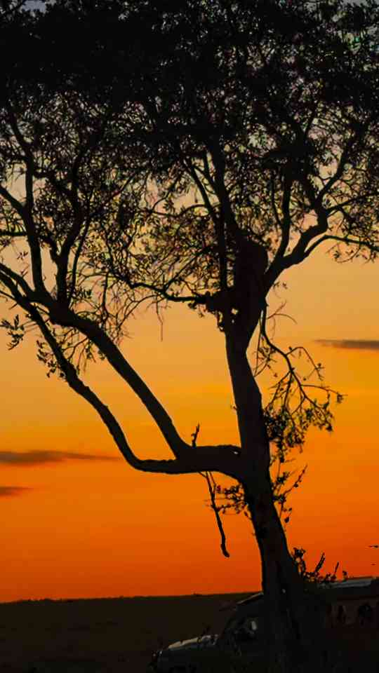 Sunrise With a Majestic Leopard