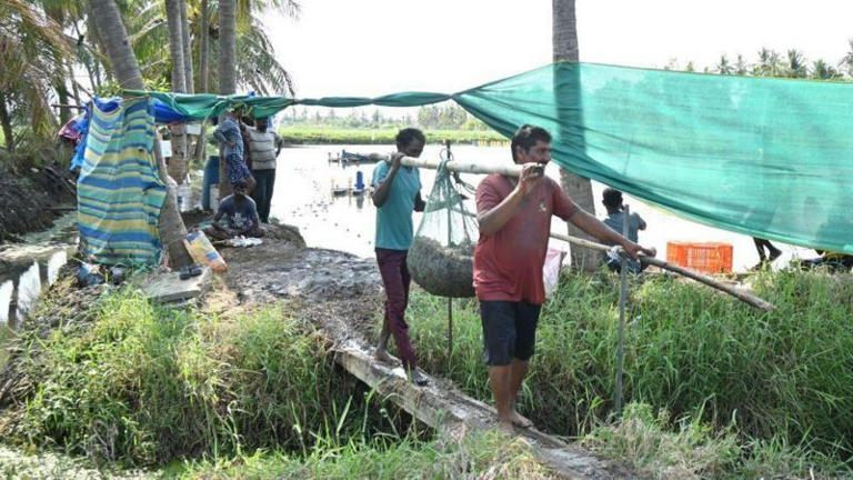 Trump primary source of US disinformation in POC media, finds study