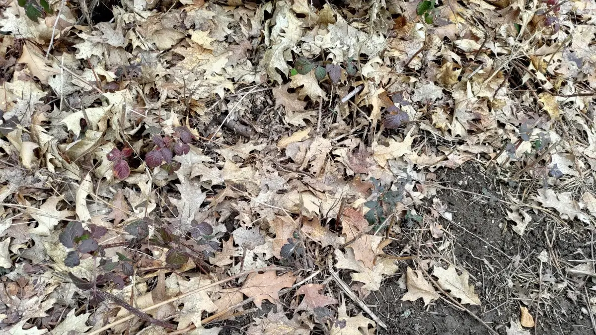 You have HD eyes if you can spot the hidden frog in 6 seconds!