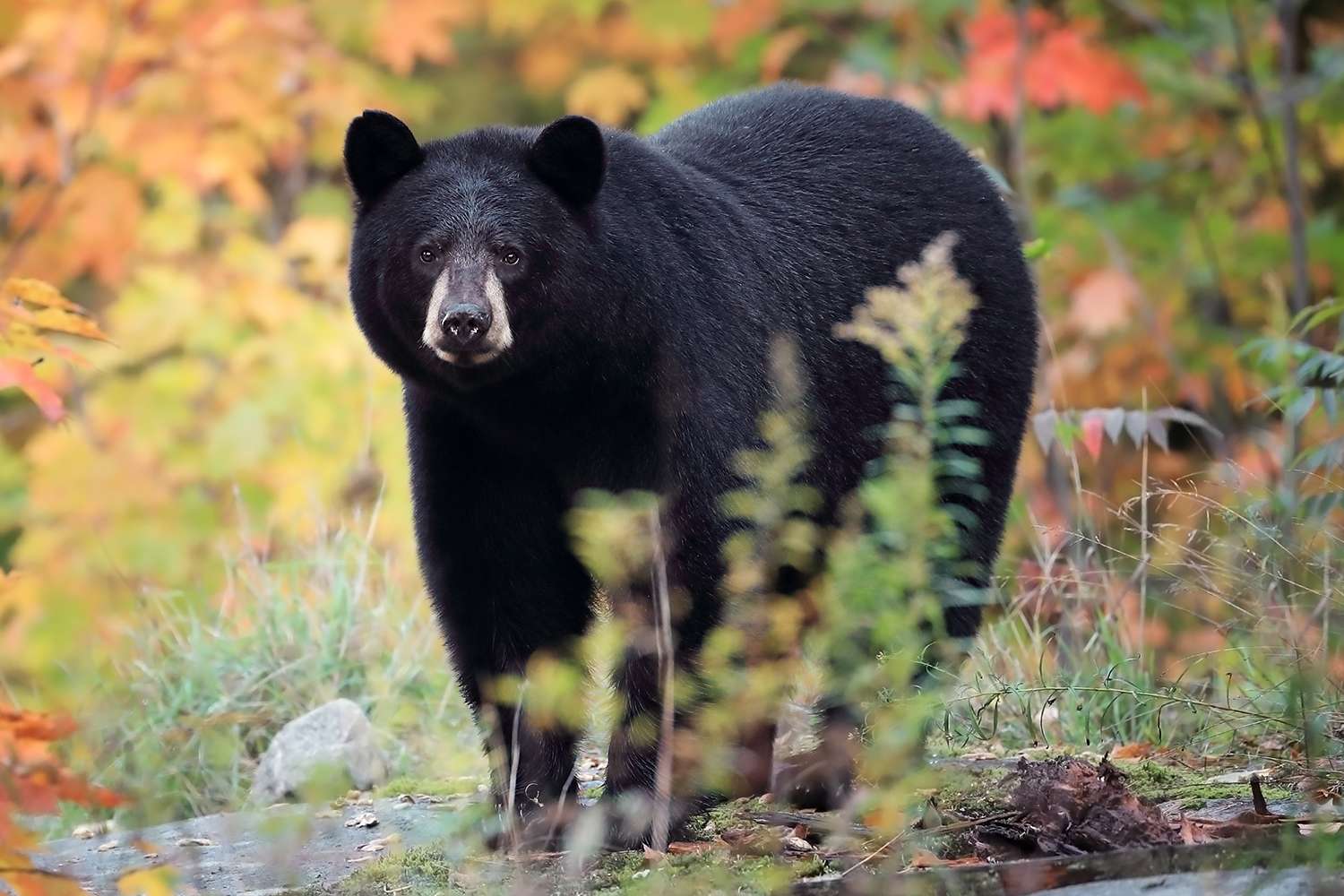 Mom Watches Bear Break Into Her Home. Then She Realizes Her Sleeping ...