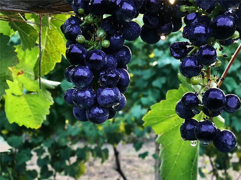 秋色——莱恩堡杯首届全国摄影展（第二辑）