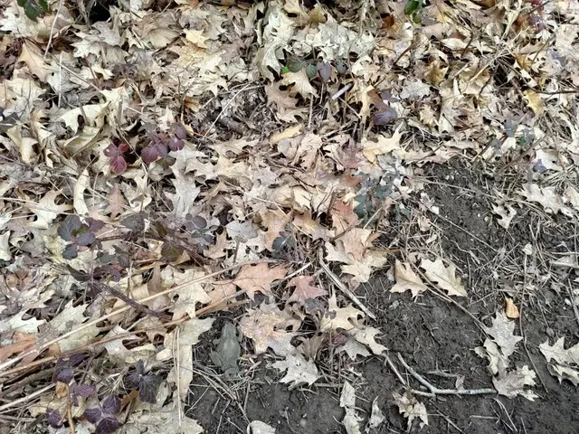 You have HD eyes if you can spot the hidden frog in 6 seconds!
