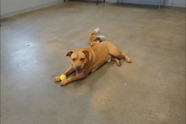 Bulletproof Koe: When bad things happen to good dogs