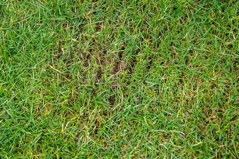 Banish weeds and moss forever with one hack that creates 'beautiful ...