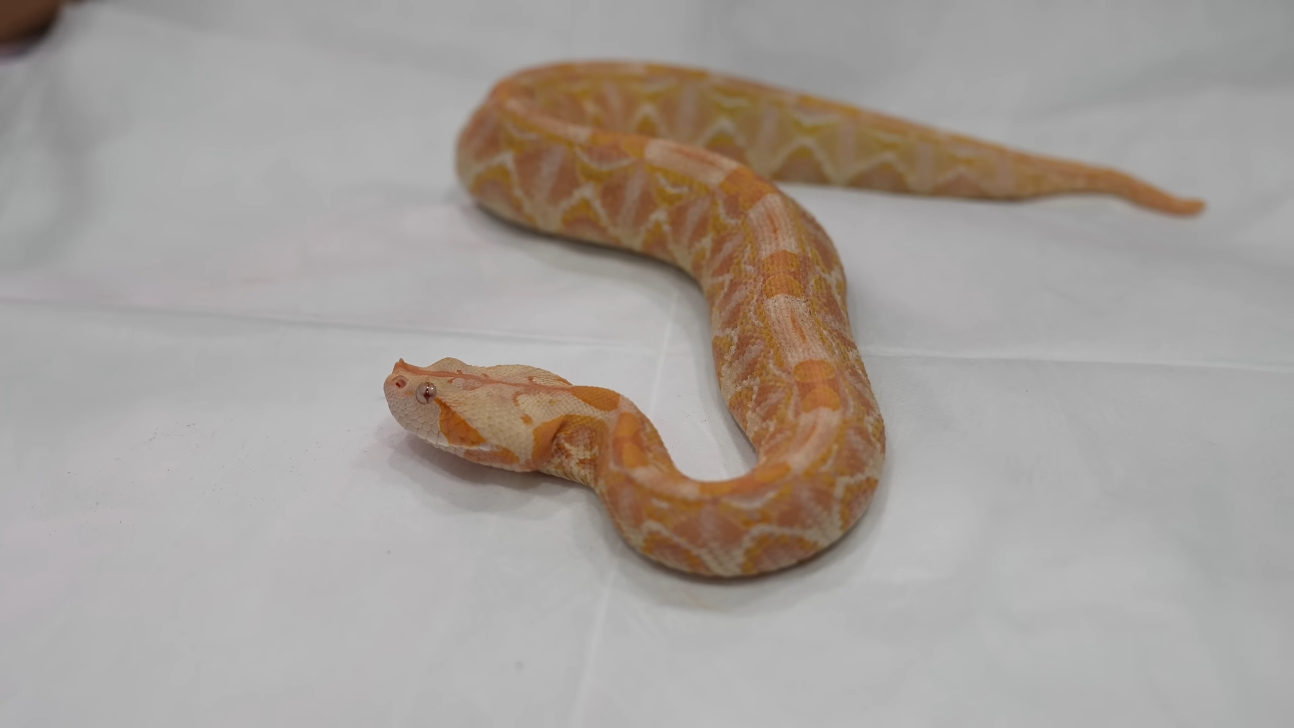 The $30,000 Albino Gaboon Viper
