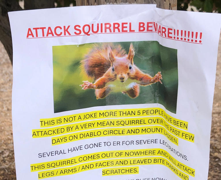 ‘Very mean’ squirrel attacks residents and sends at least two people to ...