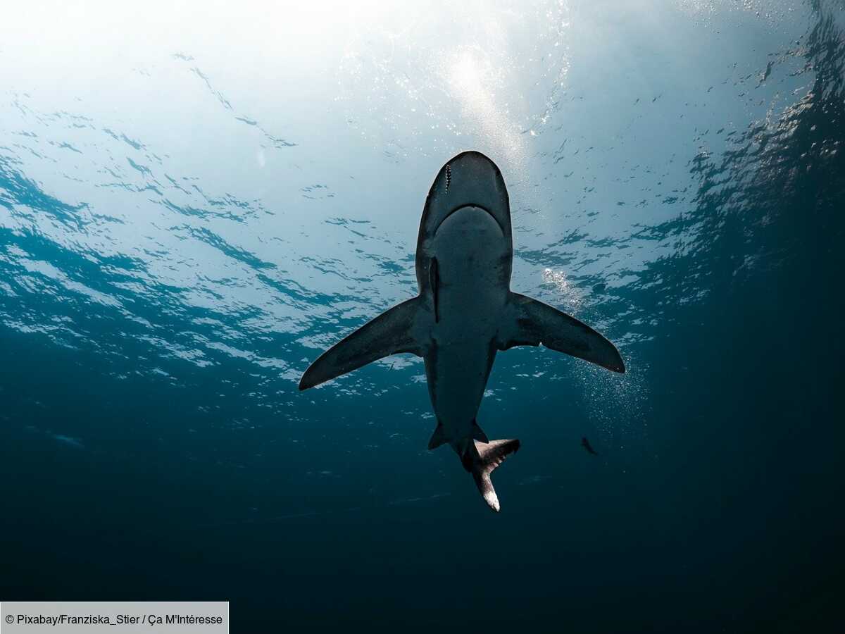 Pourquoi les requins ont-ils le ventre blanc ? La raison est surprenante